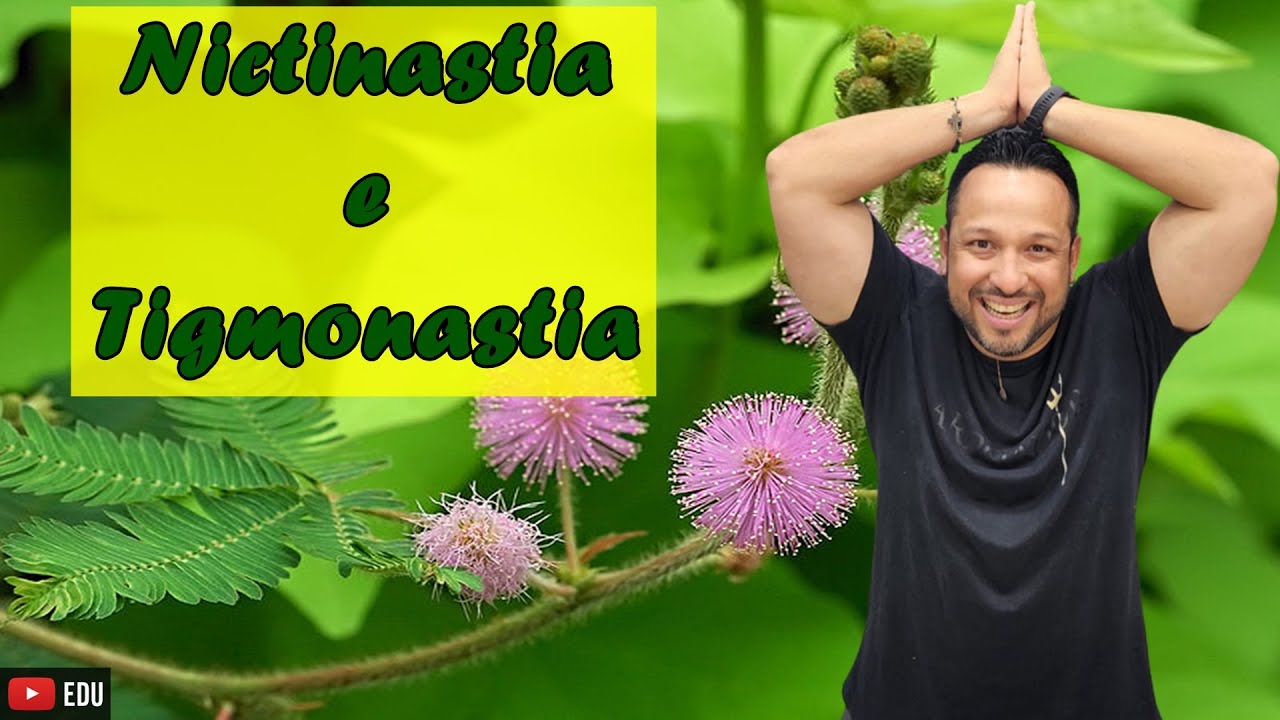 Tigmonastia e Nictinastia - Tipos de Nastismo - Movimentos Vegetais ...