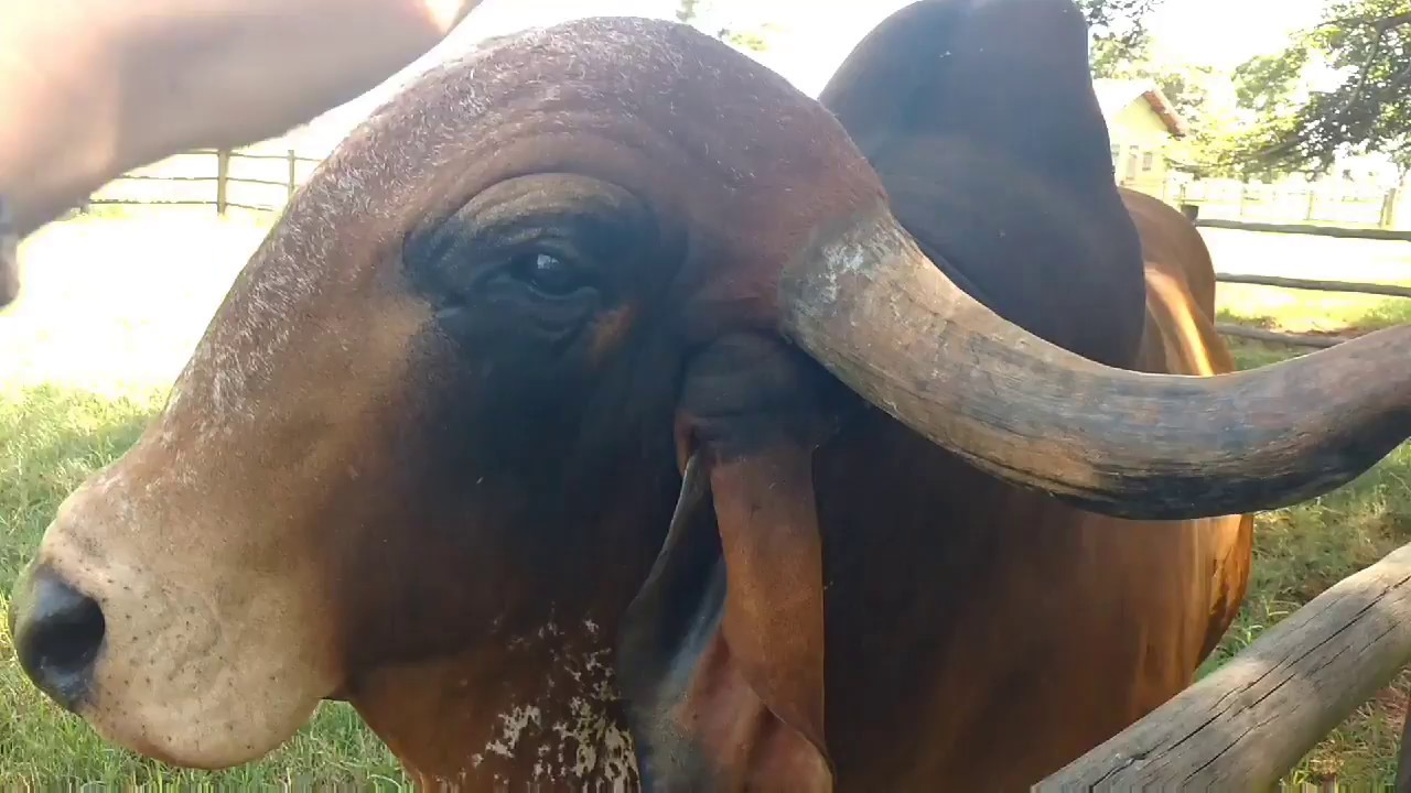 Boi Gir Manso - YouTube