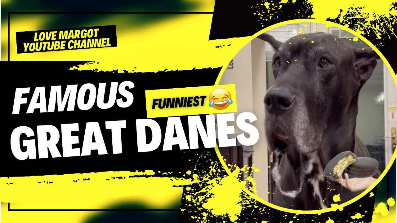 Famous Great Danes: Huge Laughs & Heartwarming Antics | Adorable Dog ...