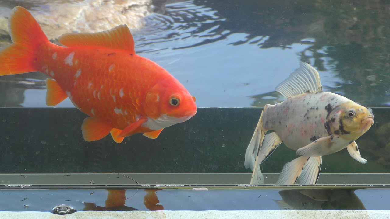 Fish - YouTube