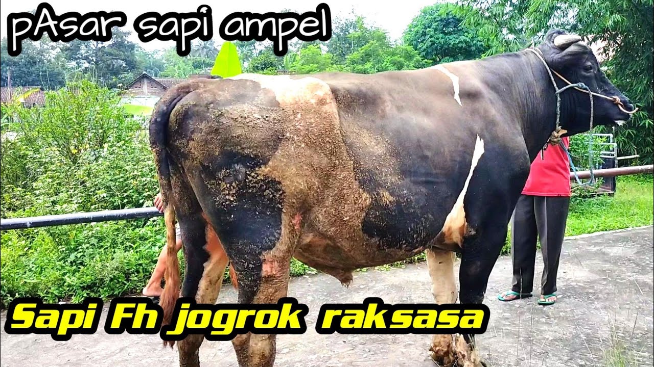 Sapi FH raksasa pasar sapi Ampel hari ini sapi mirip jerapah - YouTube