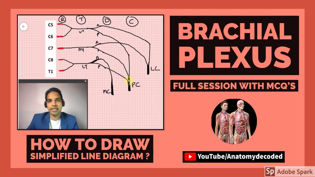 Brachial Plexus | How to Draw Simplified Line Diagram of Brachial ...