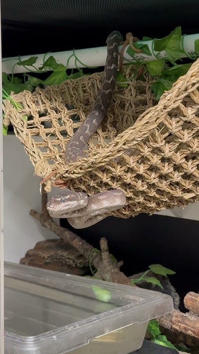 Rough Scaled Python - YouTube