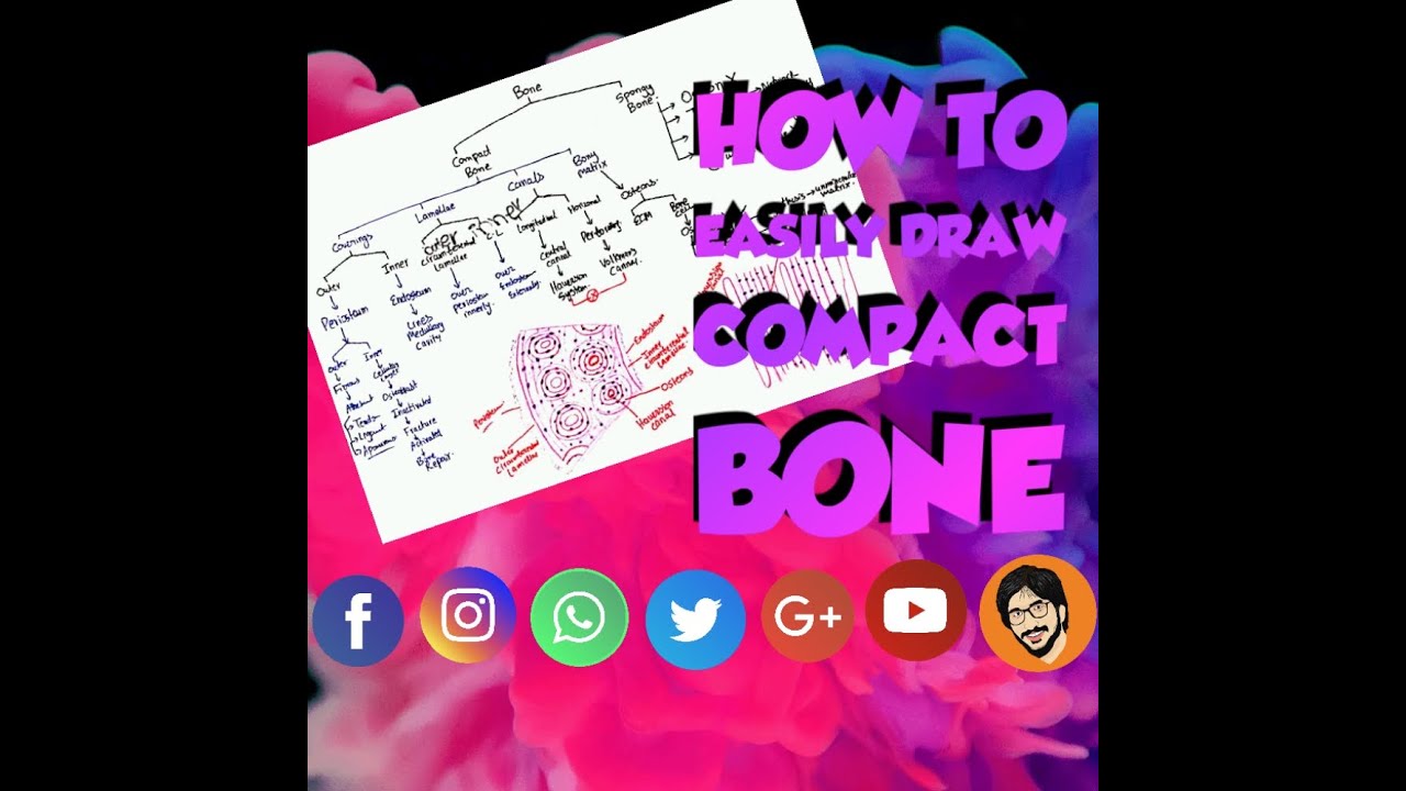 How to Draw Easily Compact Bone Histology - YouTube