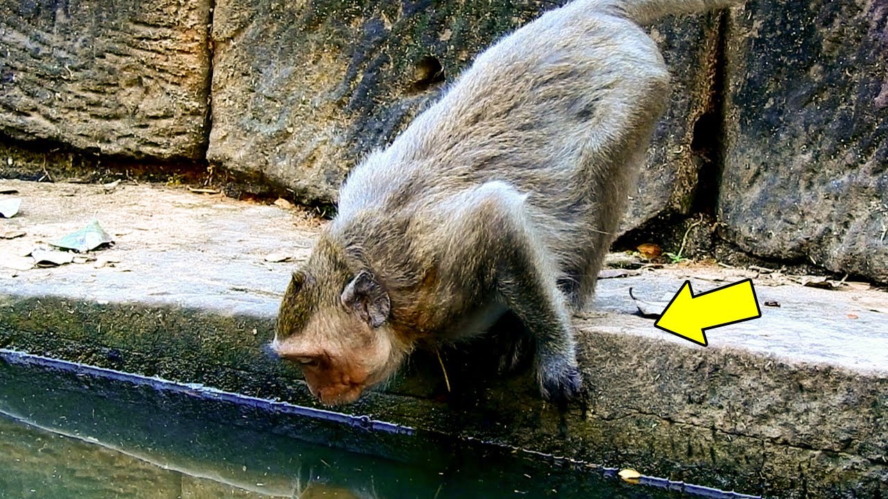 OMG.. Jinx Monkey Has Much Problem Life Want Diving Drown in Deep Water ...