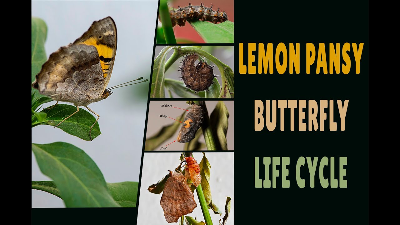 Lemon Pansy Butterfly Life Cycle - YouTube