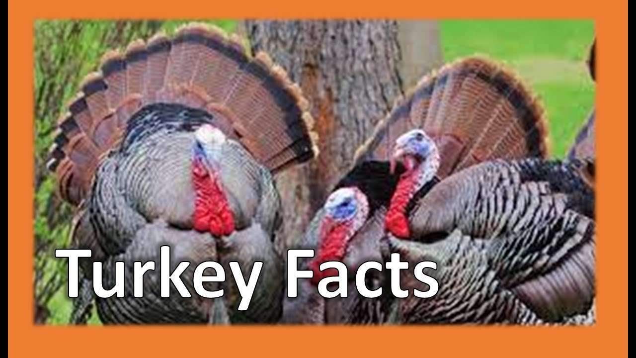 How many Turkeys are eaten each year? - Turkey Facts - - YouTube