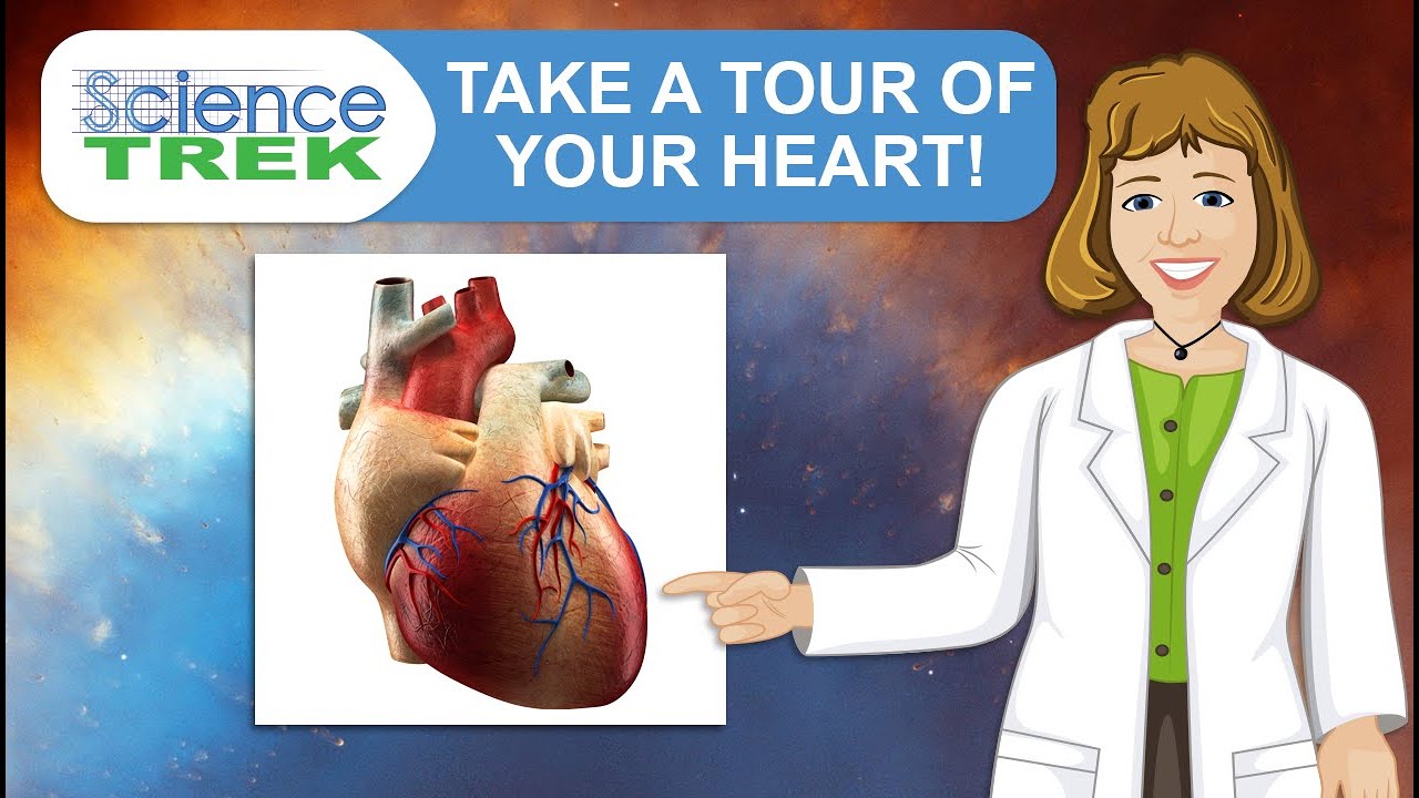 Take a Tour of Your Heart | Science Trek - YouTube
