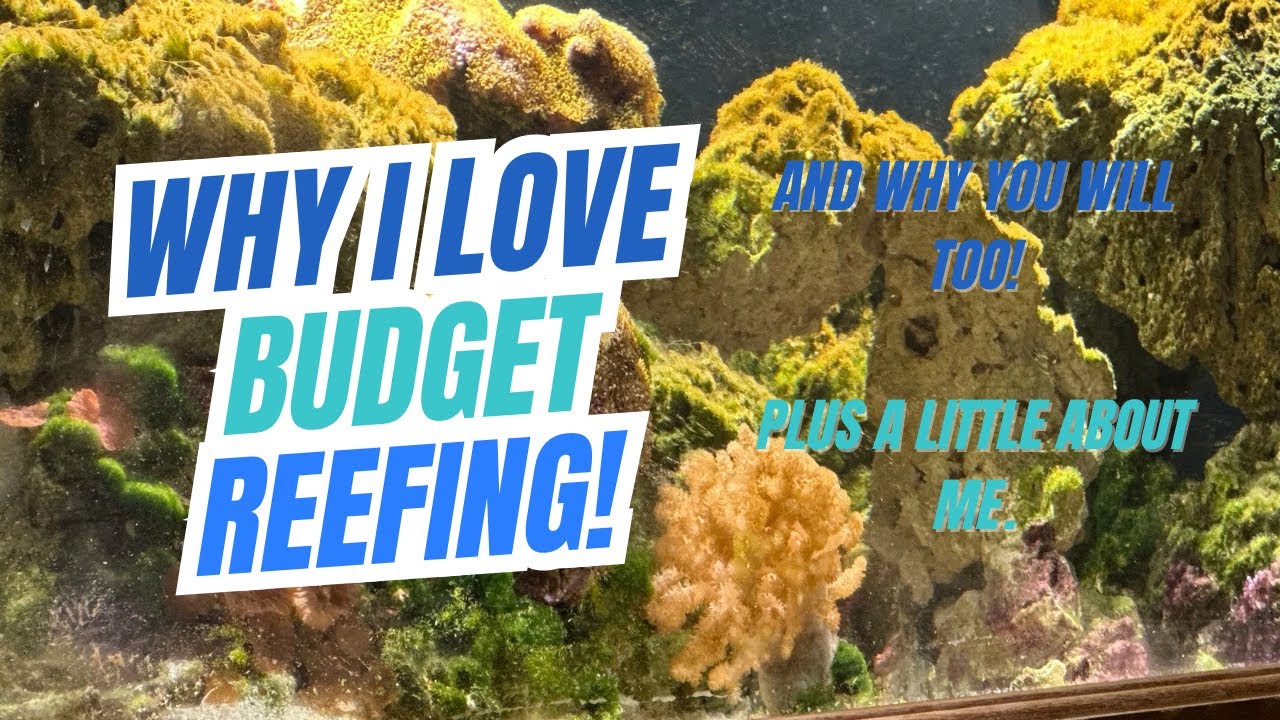 Why I LOVE budget reefing and why you will too! - YouTube