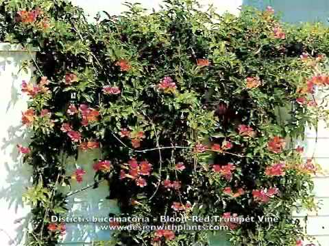 Distictis buccinatoria - Blood-Red Trumpet Vine - YouTube