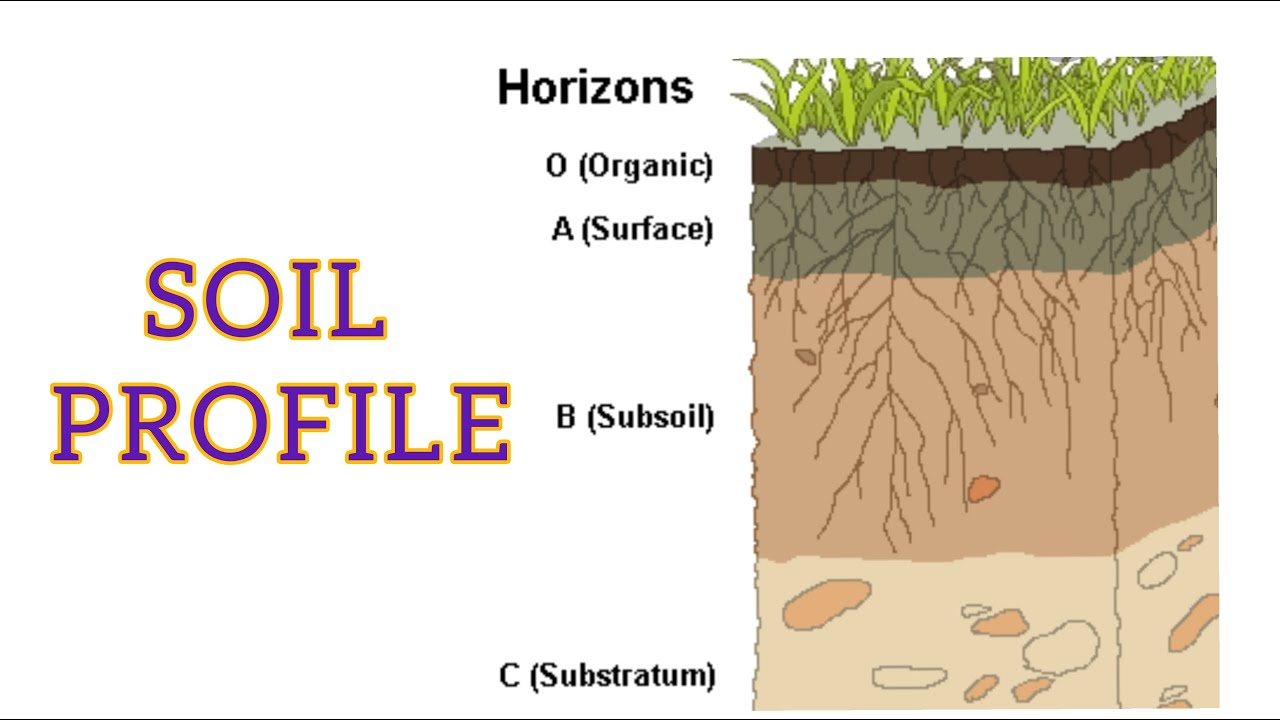 SOIL PROFILE | Horizons of soil | Soil science | LECTURE MONDAY - YouTube