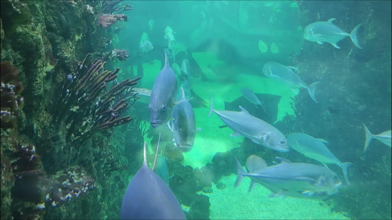 Crocus Oceanarium Myakinino- Крокус Сити Океанариум Мякинино . - YouTube