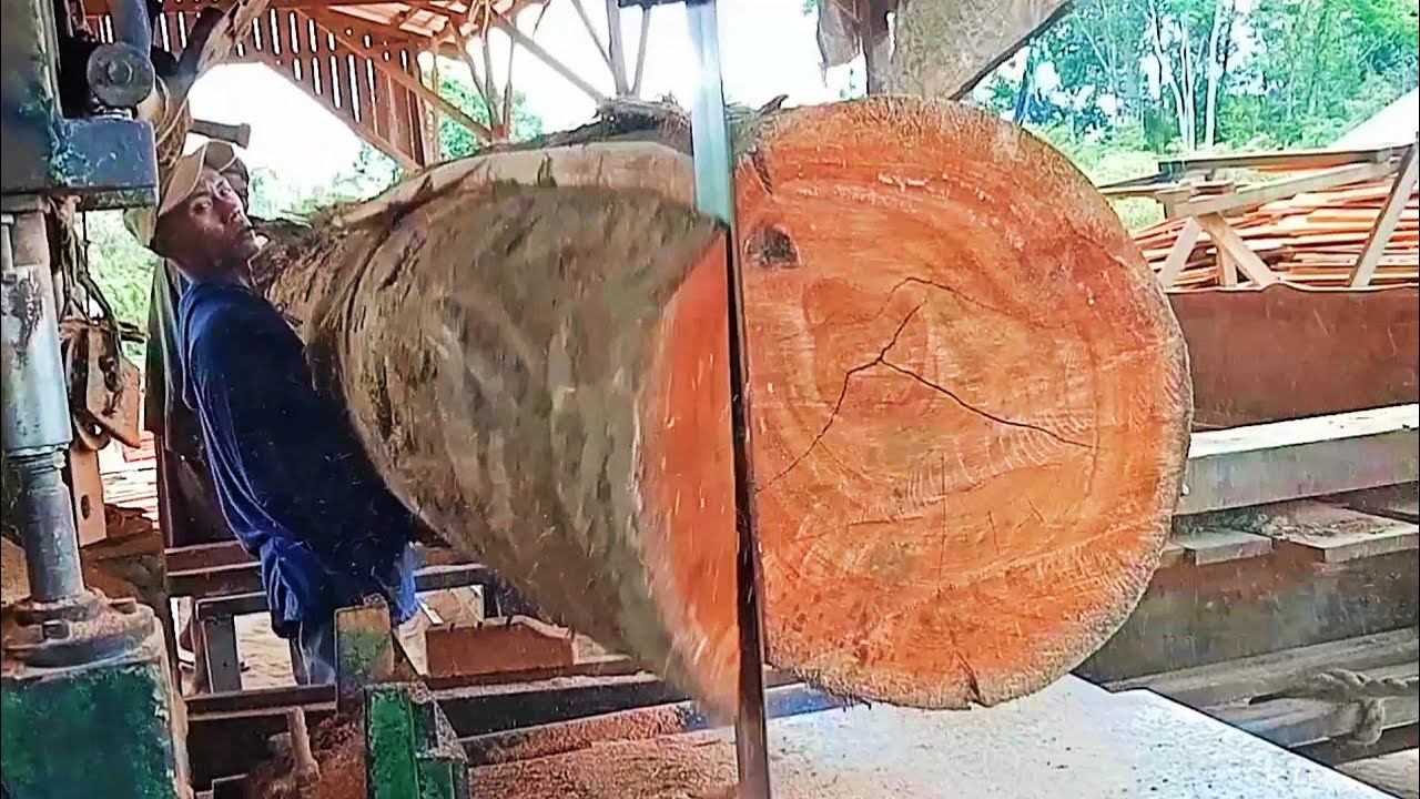 kayu meranti merah terbesar, di gergaji di pabrik pengolahan kayu ...