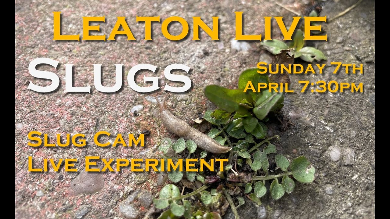 Leaton Live - Slugs - YouTube