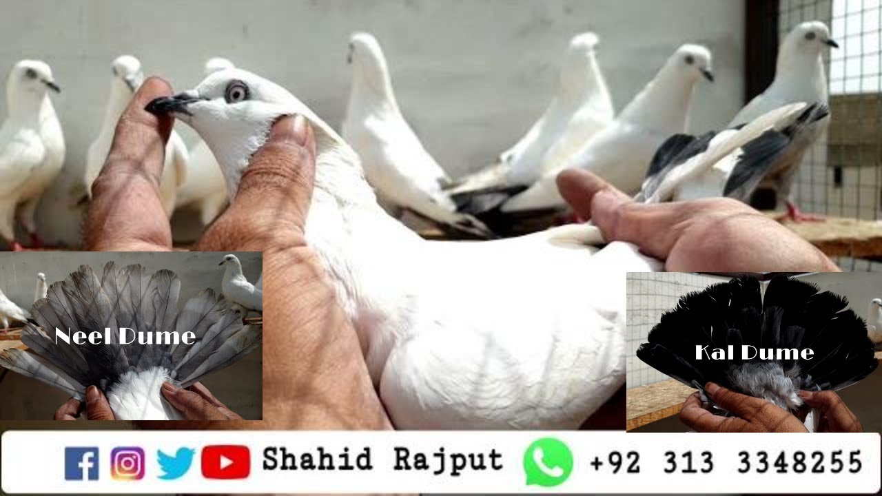 Kal Duma | Neel Duma | Original | New Pigeons | Sirf Shoq | Urdu ...