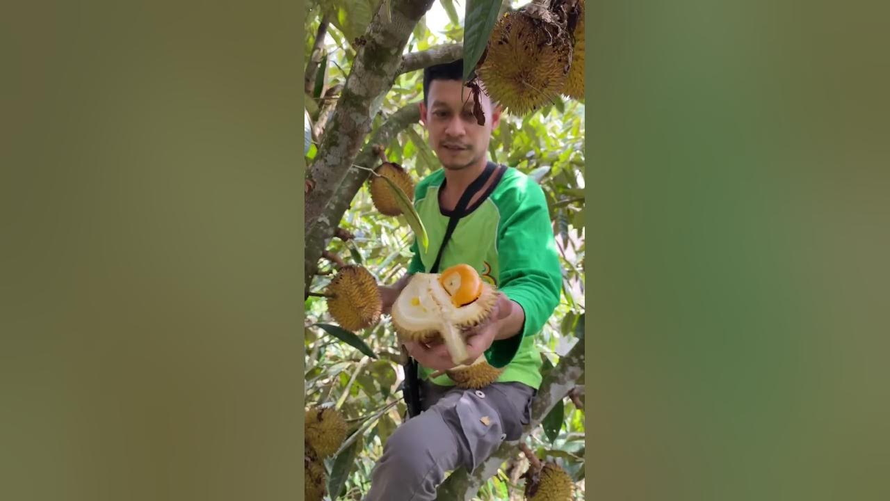 Durian terenak langsung dari pohonnya #reels - YouTube