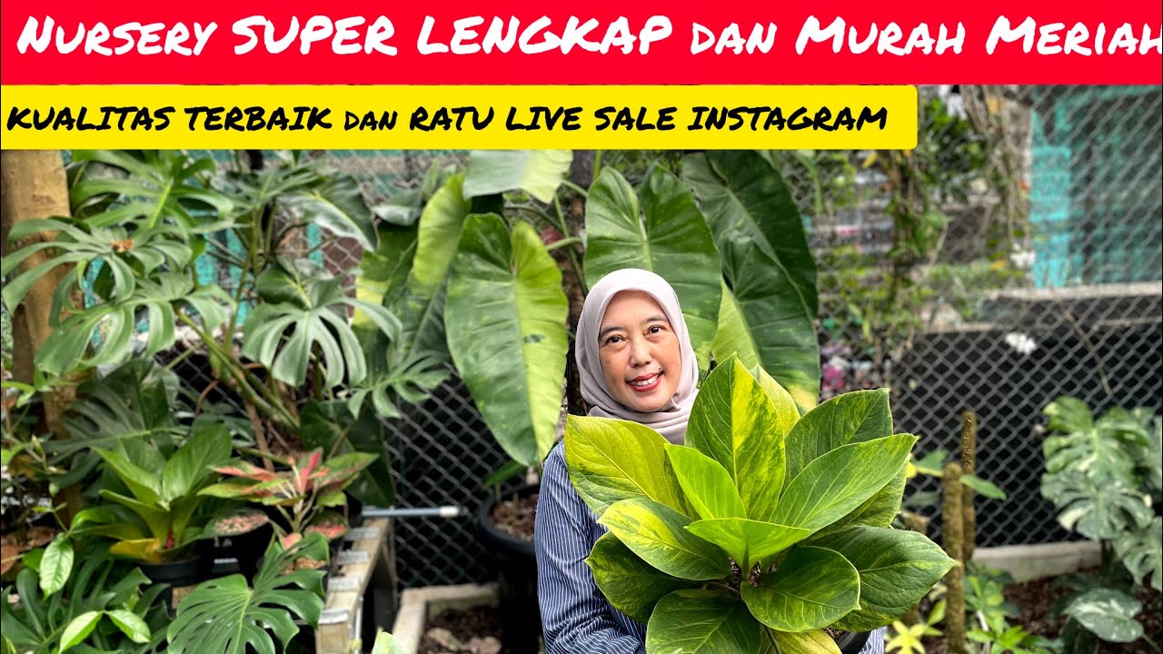 FIDELYA PLANTS BU BERTTY SUPER LENGKAP DAN MURAH MERIAH ⁉️ KUALITAS ...