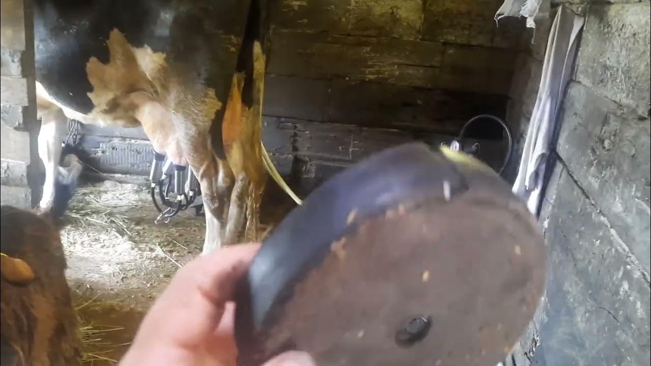 Доильный аппарат не работает, в чем причина. - YouTube