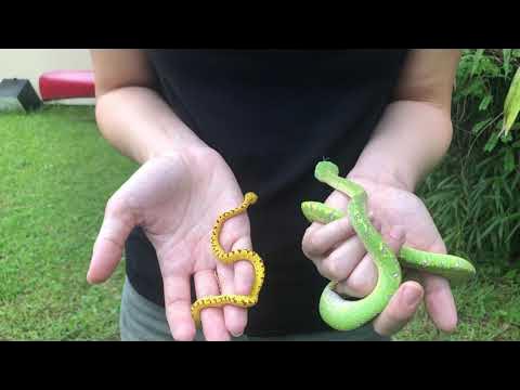 Green Tree Pythons - Yearling vs. Neonate Size - YouTube
