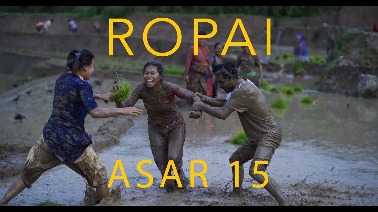 | Ropai in Nepal - Rice Planting festival of Nepal -paddy plantation ...