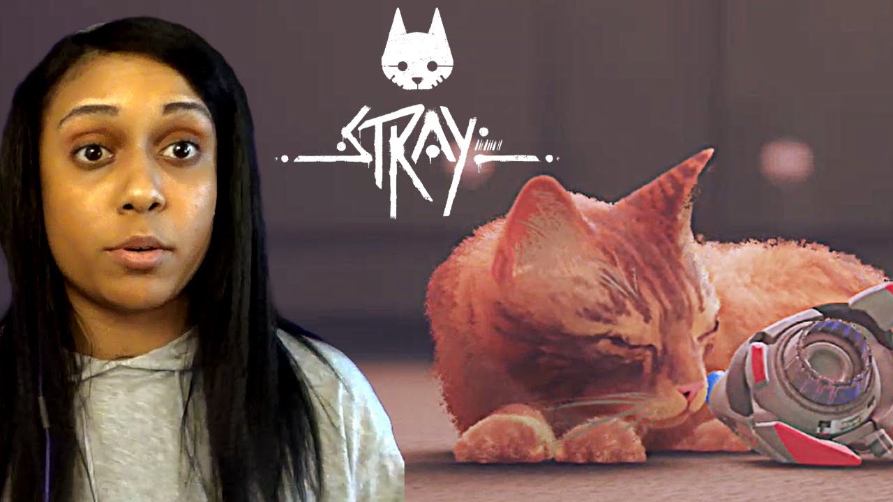 YOUR MISSING CAT IS ON A MISSION JUST LIKE THIS I PROMISE LOL - “STRAY ...