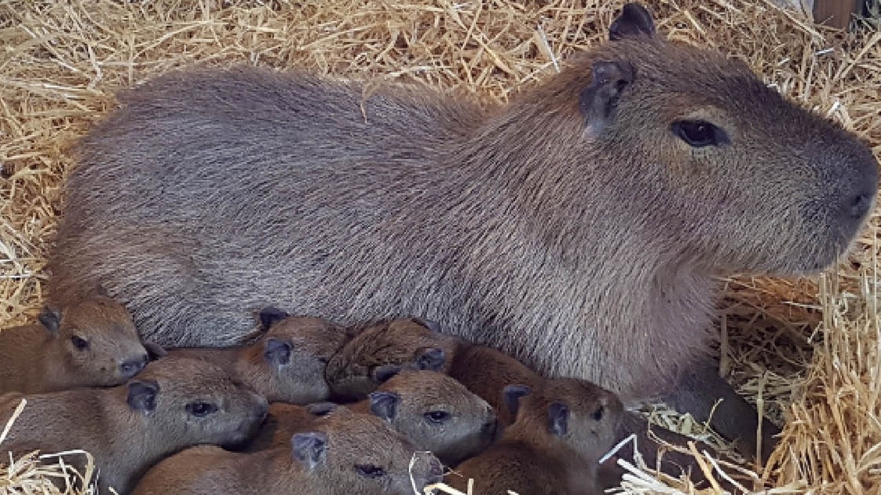 Capibaras: ¡Lo Que Nadie Te Ha Contado Sobre el Roedor Más Grande del ...