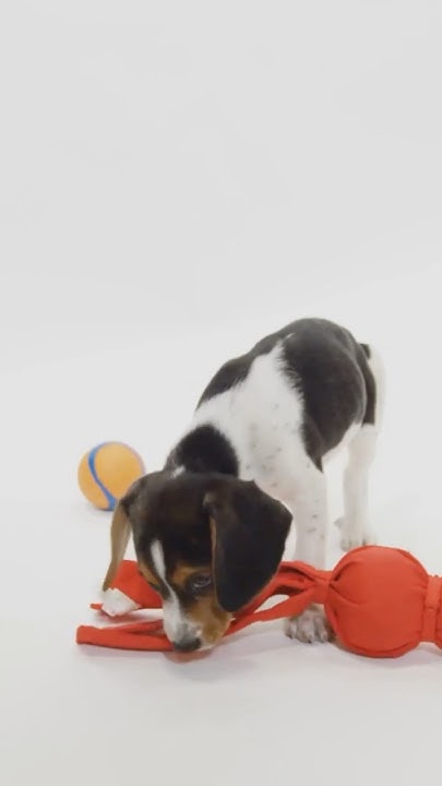 Fetch Made Easy! 🐶🎾 Teach Your Puppy to Retrieve Like a Pro! - YouTube