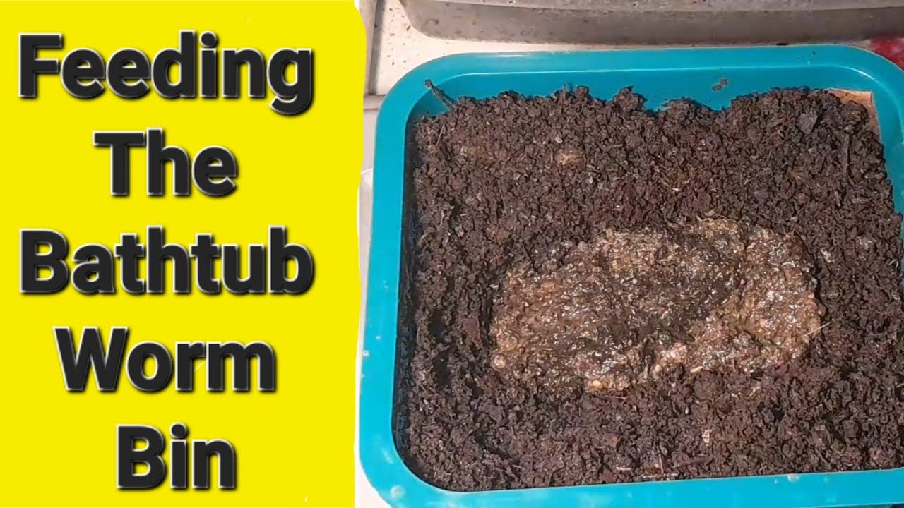 Feeding the Bathtub Worm Bin & Mini Worm Factory #vermicomposting # ...