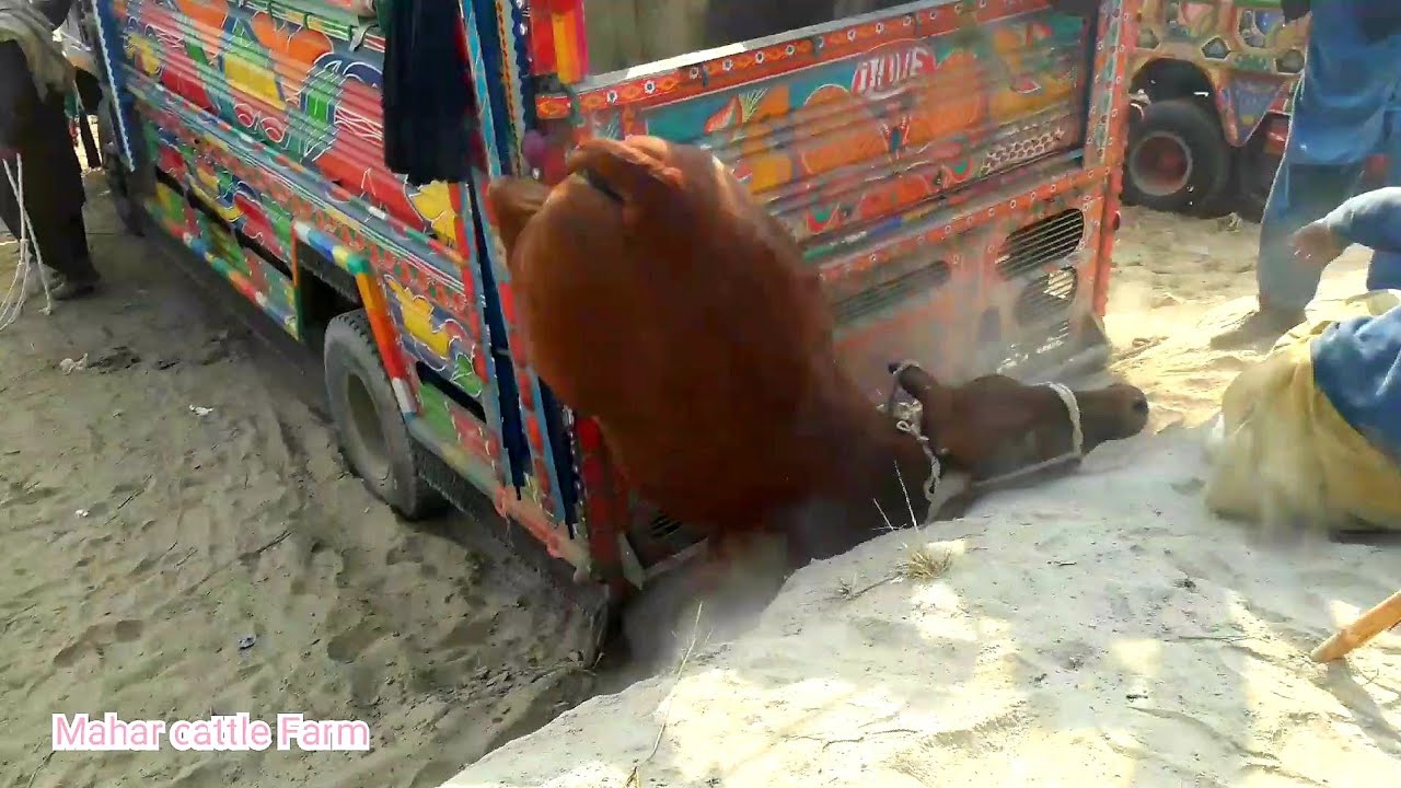 Dangerous Bull Loading to unload | Angry Bull _ loading A killer Bull ...