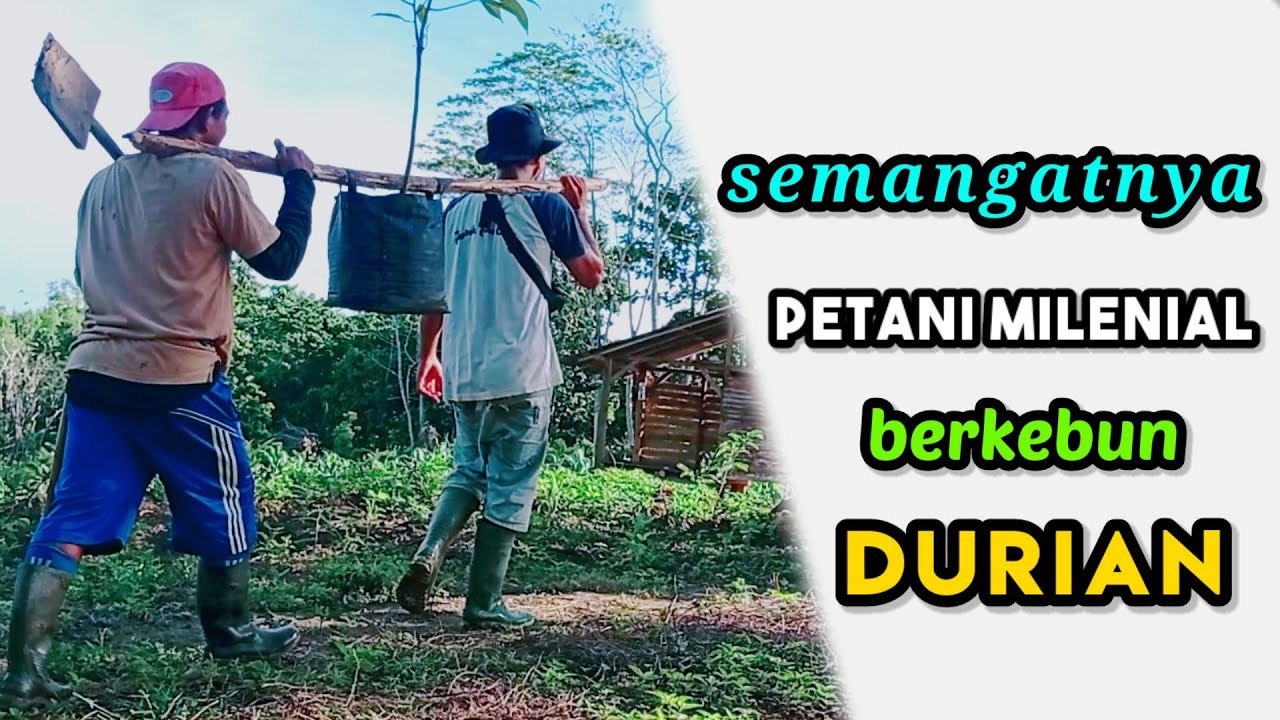 PETANI MILENIAN BERINVESTASI POHON DURIAN MUSANG KING, BAWOR, DURI ...