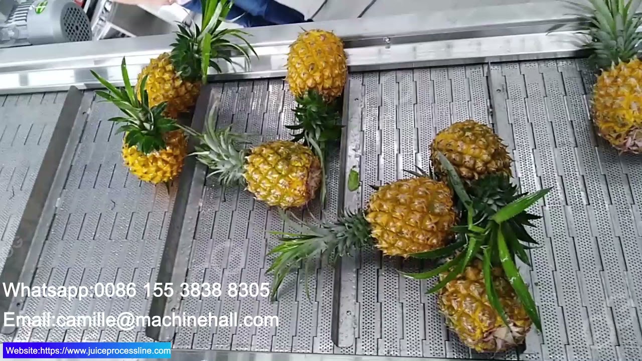 Automatic Pineapple Fruit Washing Machine Testing(2 Cleaning Process ...