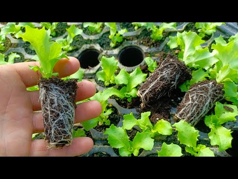 Marul Tohumu Ekimi ve Kaplı Tohum