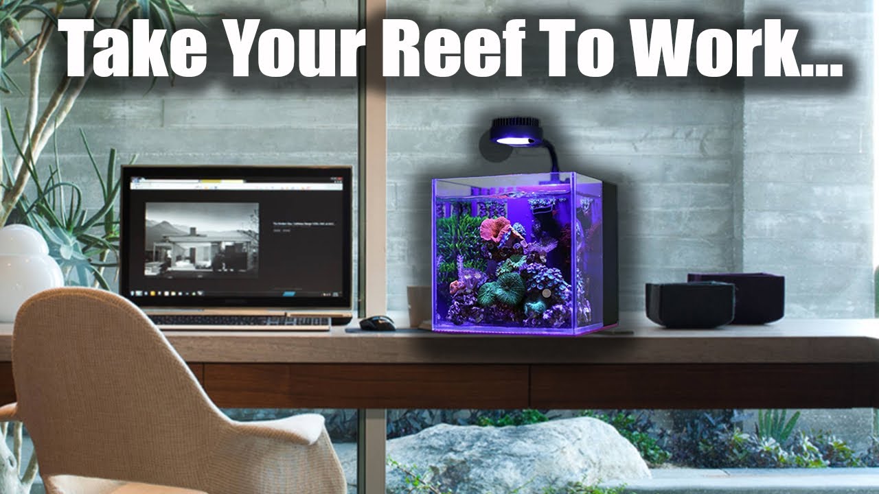 The Desktop Reef Aquarium - How to Bring Your Reef to Work 🪸 - YouTube