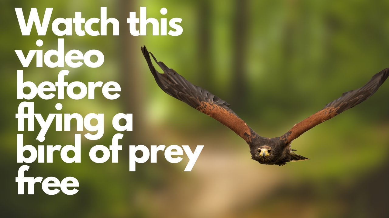 The 6 or 7 pre flight checks to do before flying any bird of prey - YouTube