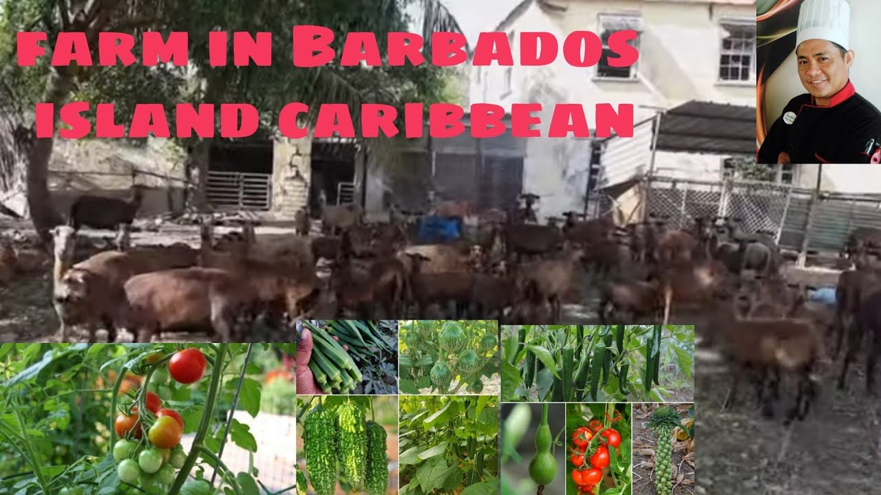 Farm in Barbados Island Caribbean @agripinoychef4307 - YouTube