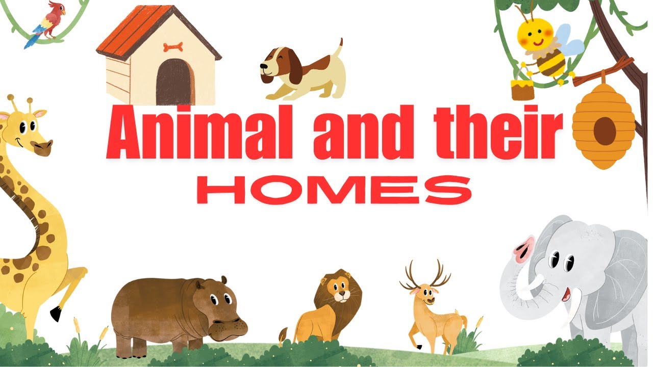 Animal and their homes| animals home| kids learning| preschool| Little ...