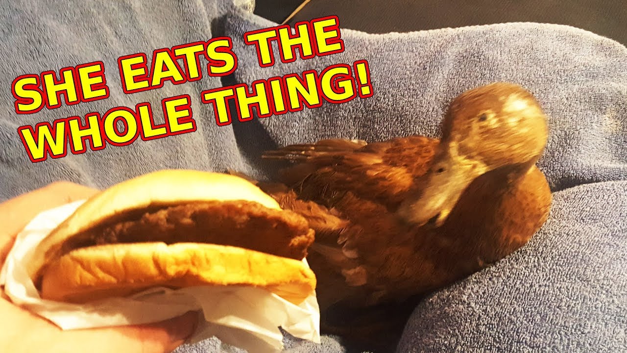 Duck Eats a Burger - SkeeterTheDuck - YouTube