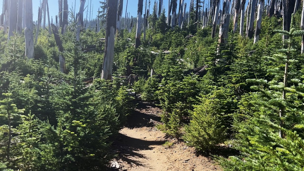 ENSCONCED IN SPRUCE TREES & Approach To & Crossing Canyon Creek ...