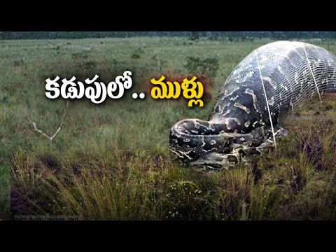 Python Dies after trying to Eat Porcupine - YouTube