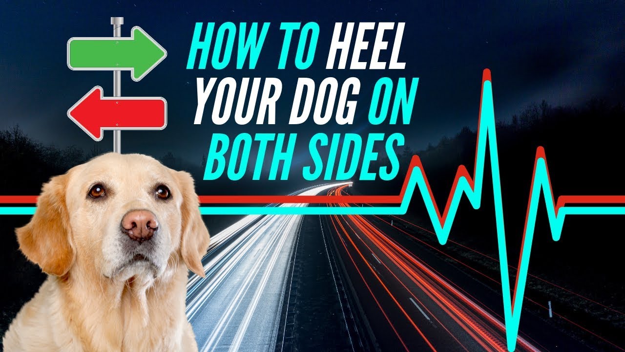 HOW TO HEEL YOUR DOG ON BOTH SIDES & TEACHING YOUR DOG TO FLIP FROM ...