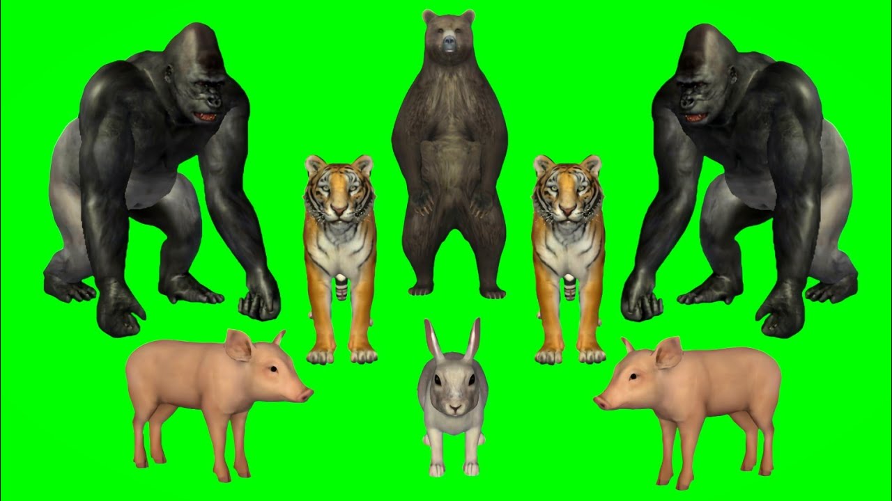 Cartoon Animals Rabbit,Pig,Tiger,Gorilla,Bear Green Screen | Animals ...