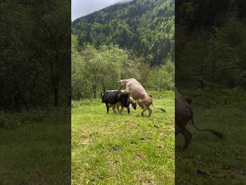 Irmak  ne yapıyorsun? 😱 #ateş #keşfet #köyhayatı #animal #heidi #cow #nature #buffalo #bull #shorts