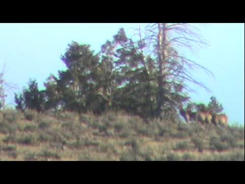 360 inch bull in unit 2 Colorado Walker Ranch big elk - YouTube