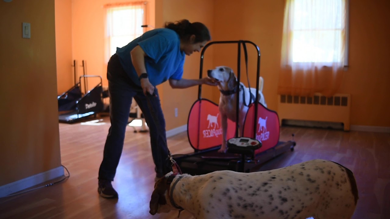 The Start of Summer training for and on the Dog Pacer Treadmill ...