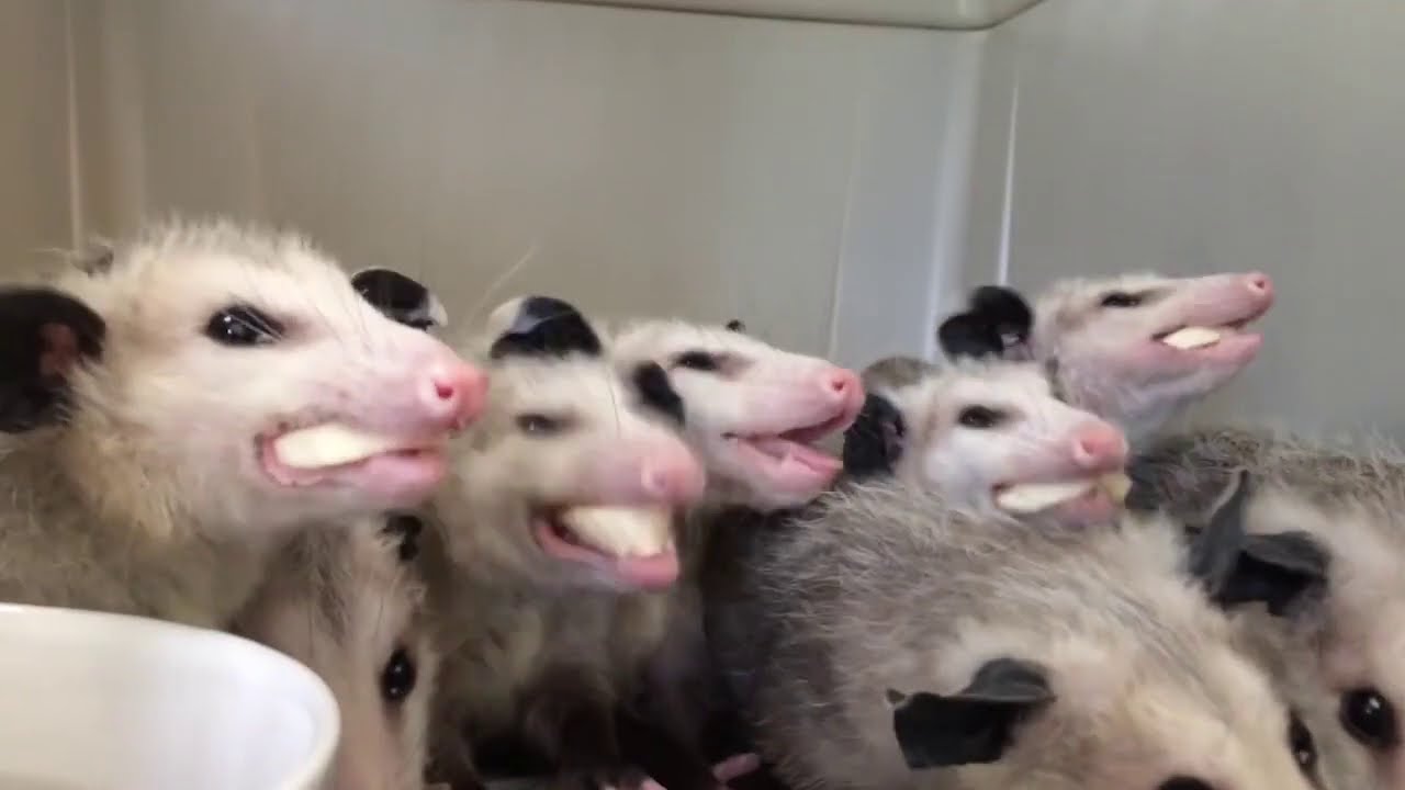 Animals Eating Human Food - YouTube