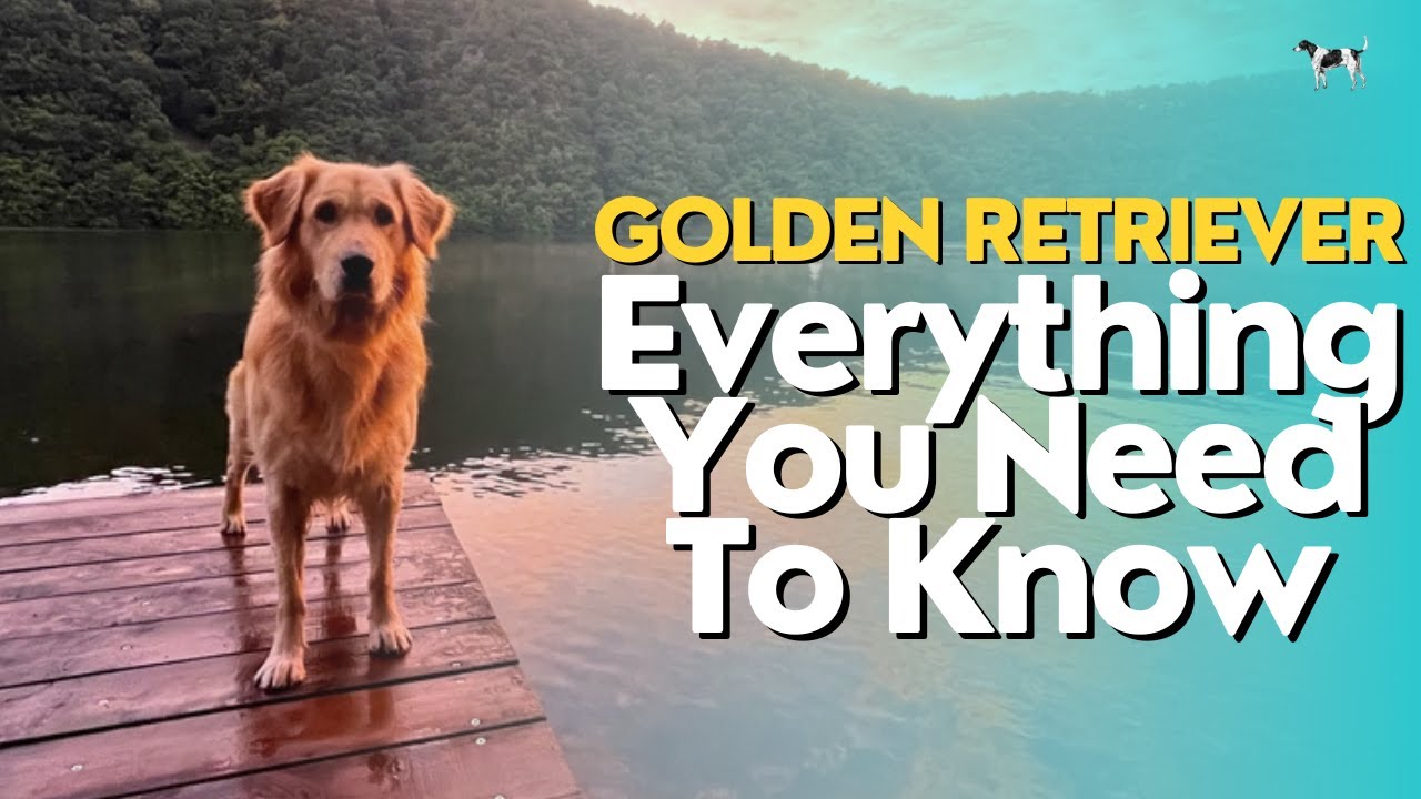 Golden Retriever Everything You Need To Know | Your Complete Guide to ...