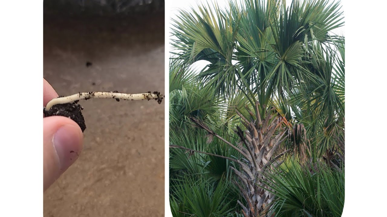Growing Pure Sabal Mexicana Palm from seed - YouTube