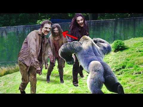 Animals Vs. Zombies: Who Can Win?? - YouTube