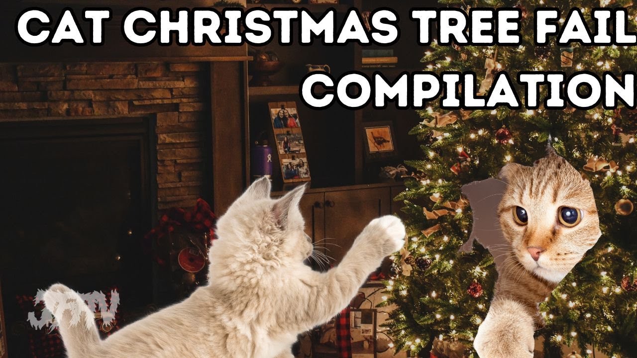 Cats Christmas Tree Fail Compilation 2023 - YouTube