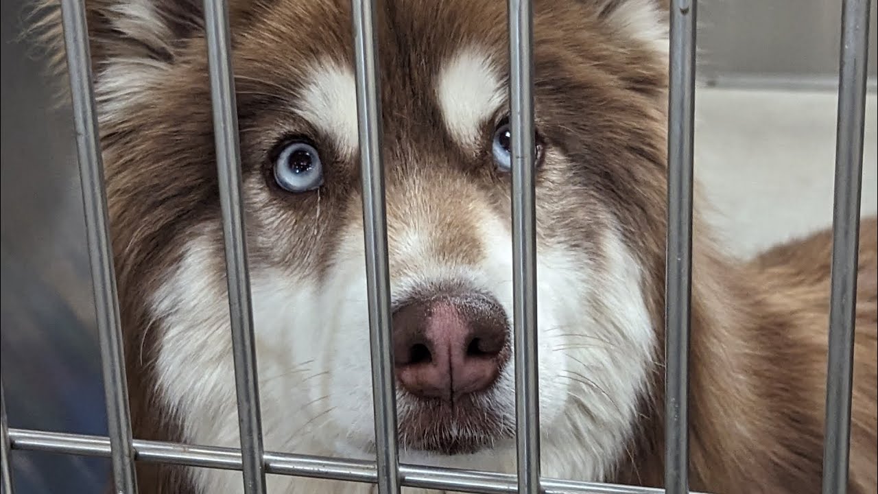 SCRAPS ANIMAL SHELTER ! Complete List of dogs as of 2/17/24 on video ...